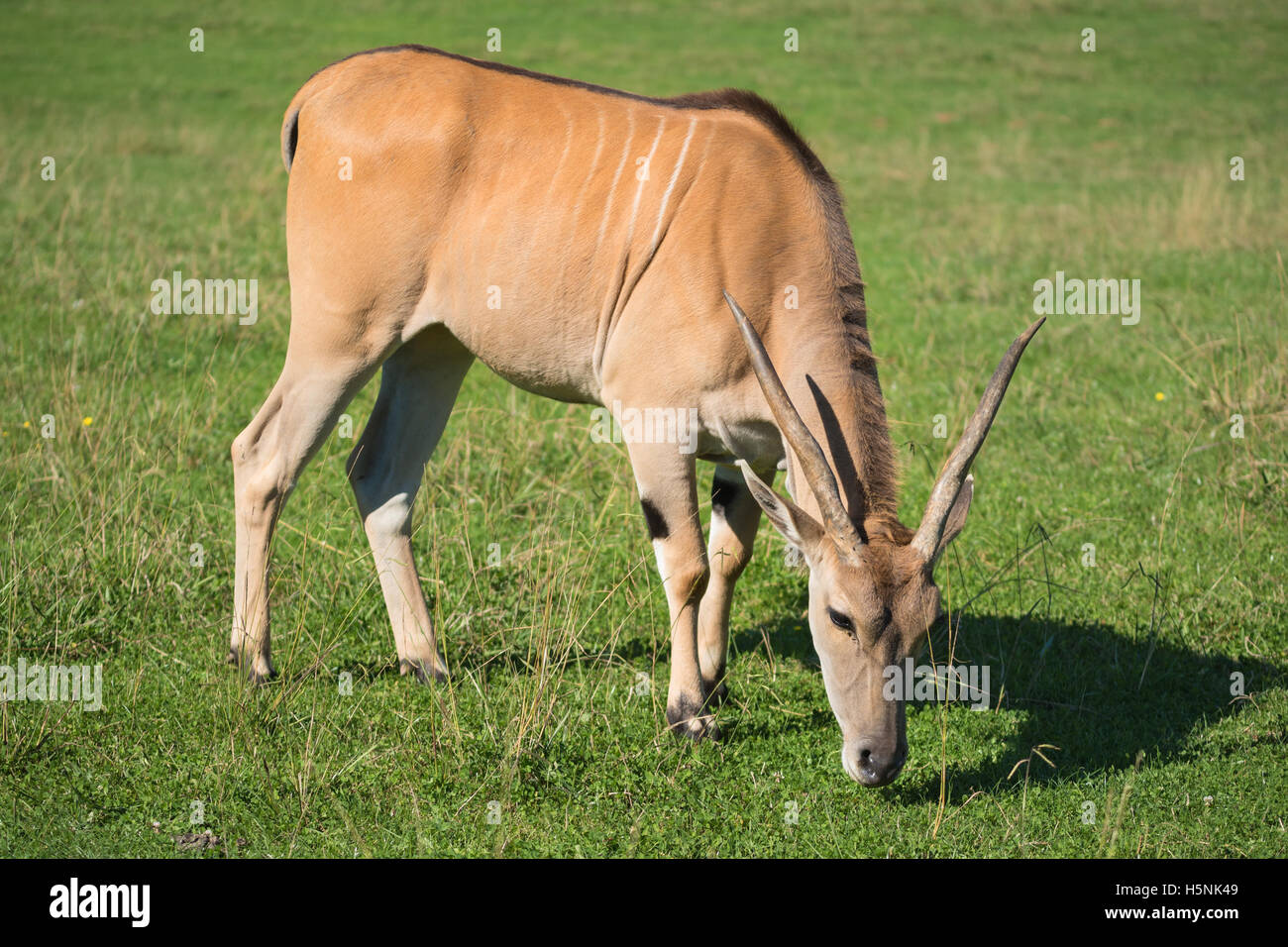 Antelope standing on the grass Stock Photo - Alamy