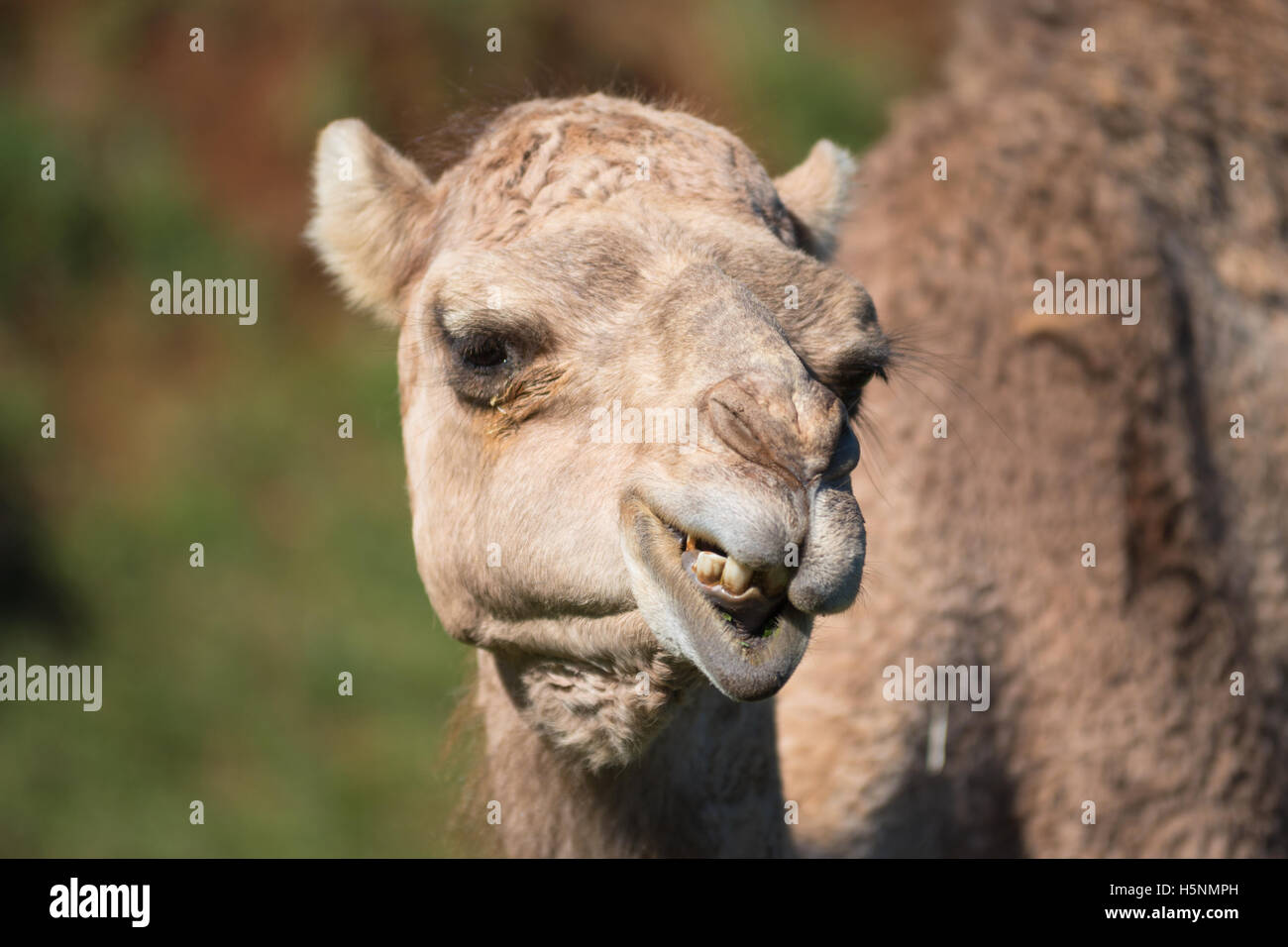 Camel face hi-res stock photography and images - Alamy