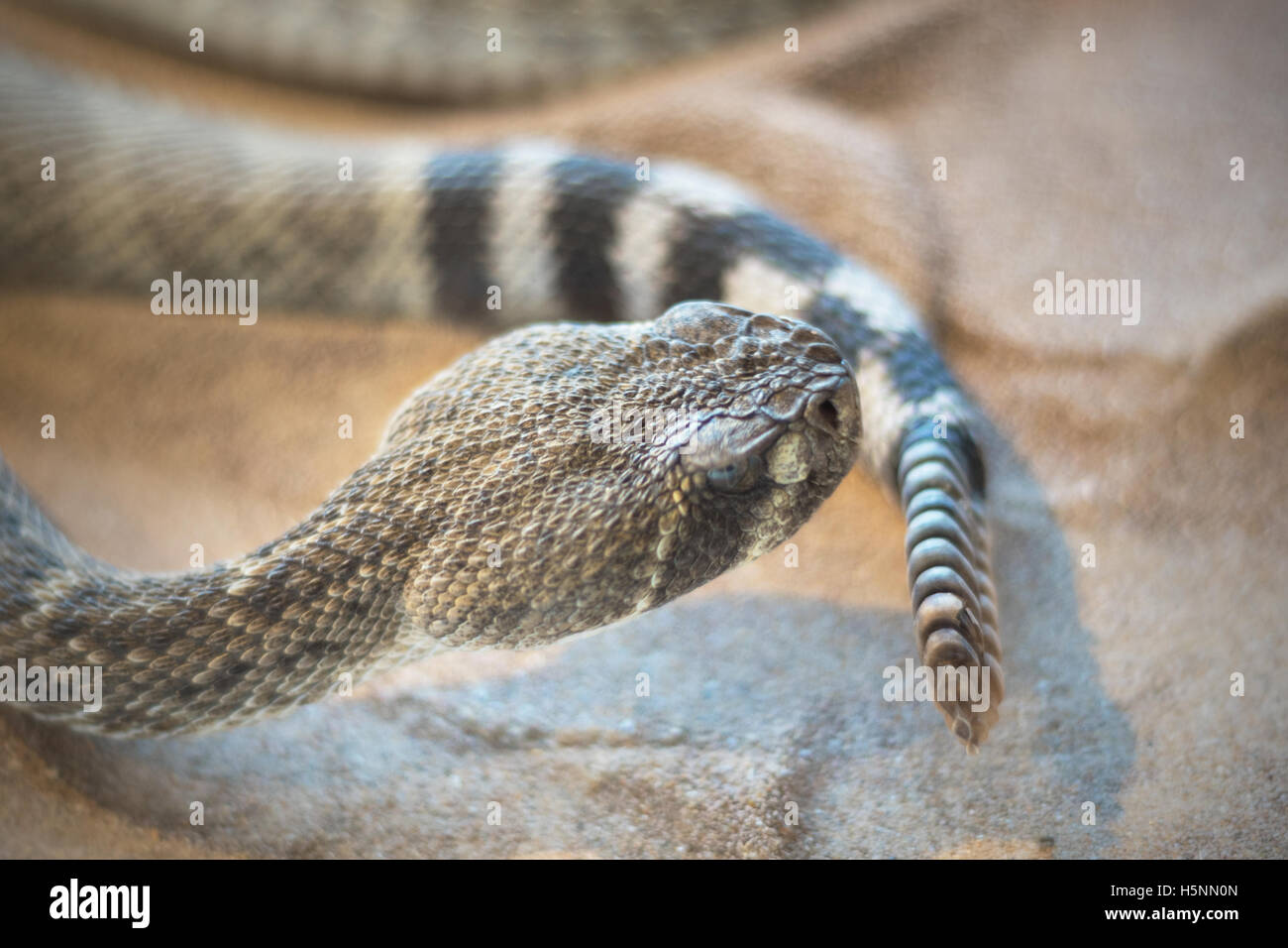 Rattlesnake Head Top View Genetic Research On Highly Venomous Tiger