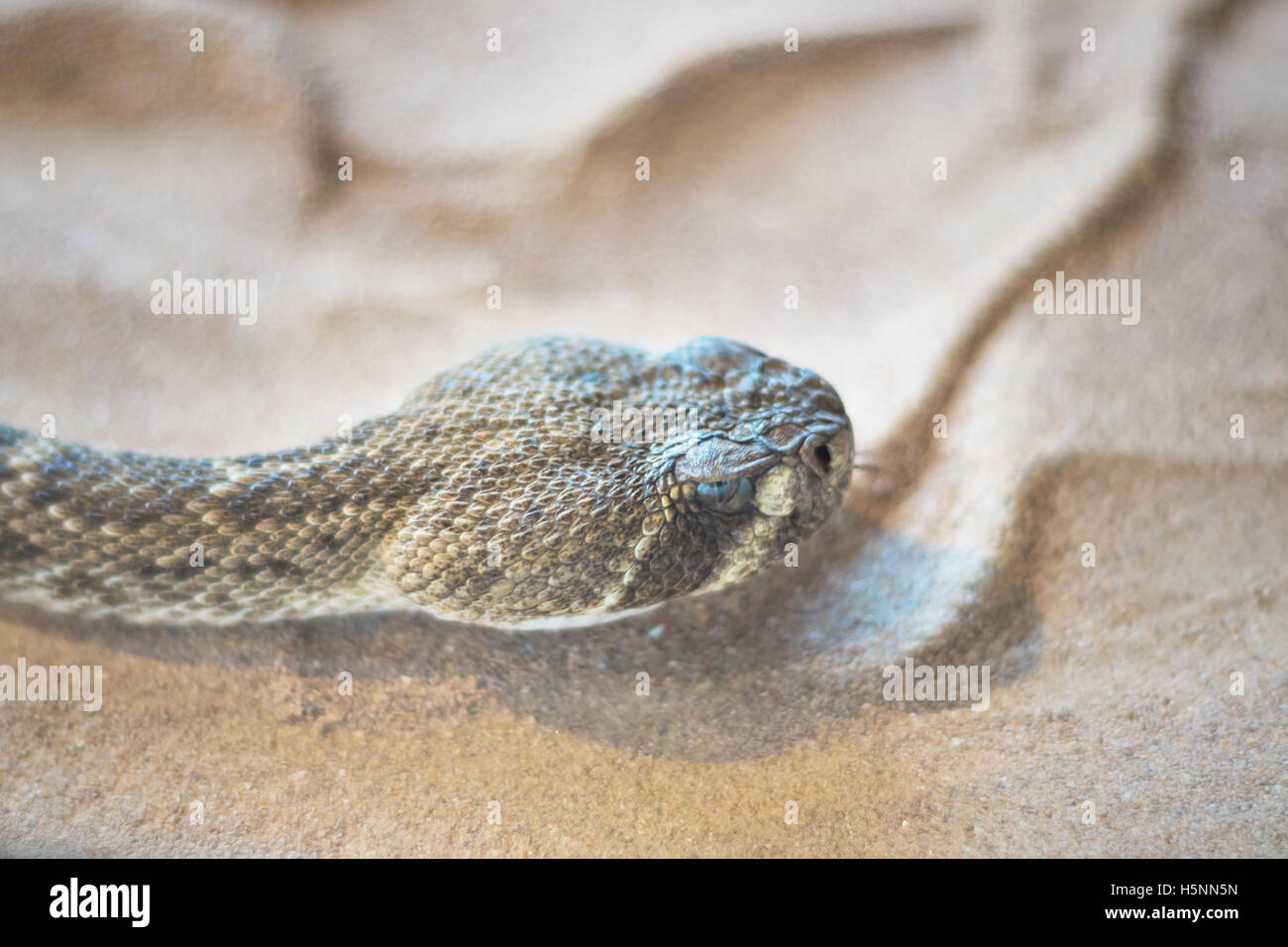 Rattlesnake skin hi-res stock photography and images - Alamy