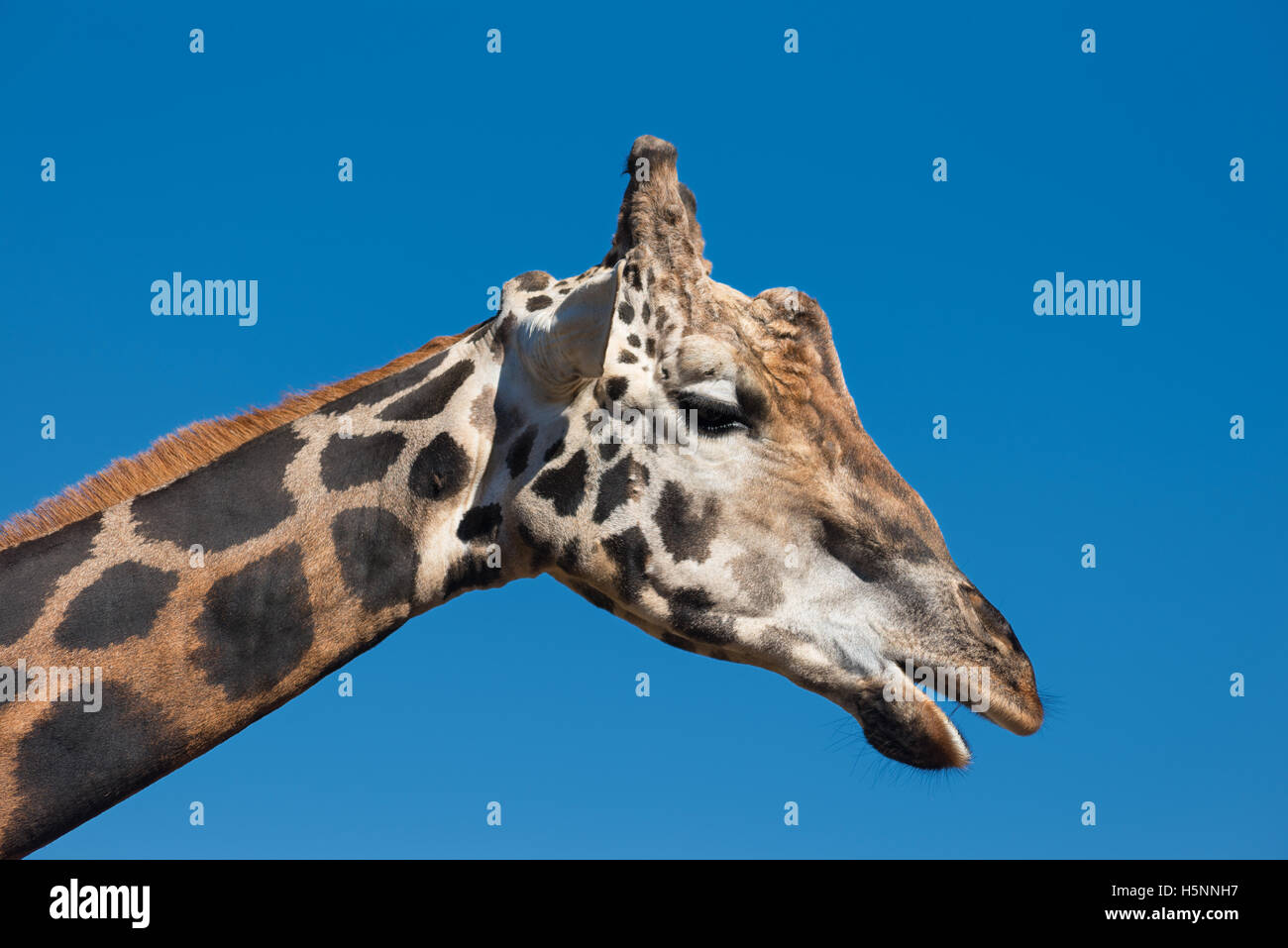 Giraffe Nose High Resolution Stock Photography and Images - Alamy