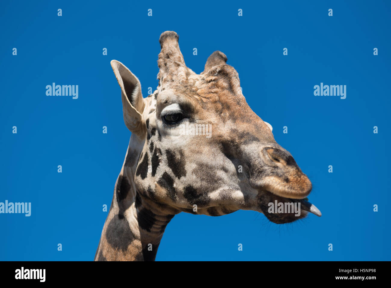 Giraffe Nose High Resolution Stock Photography and Images - Alamy