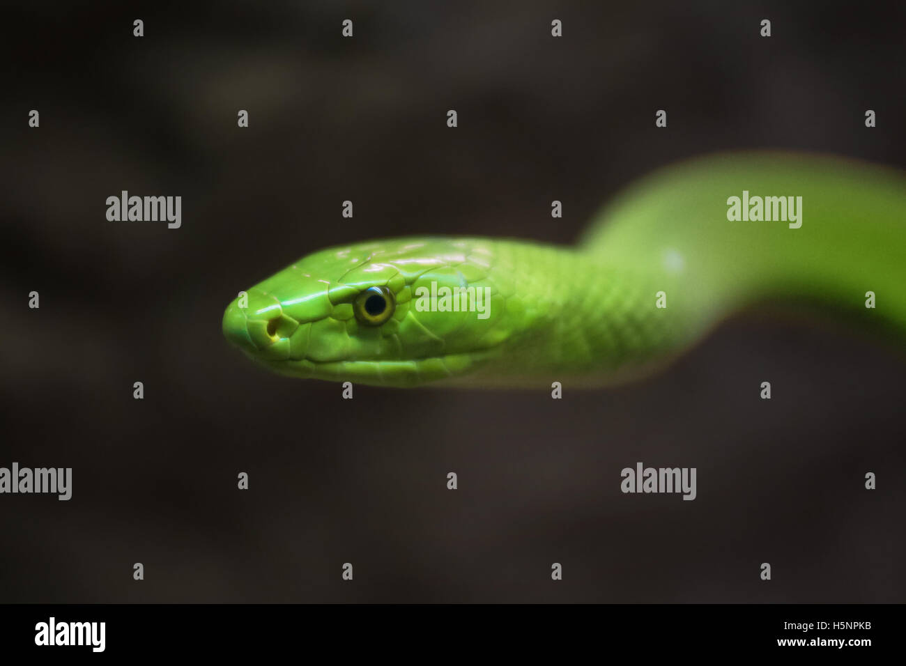 Black Mamba Snake Mouth