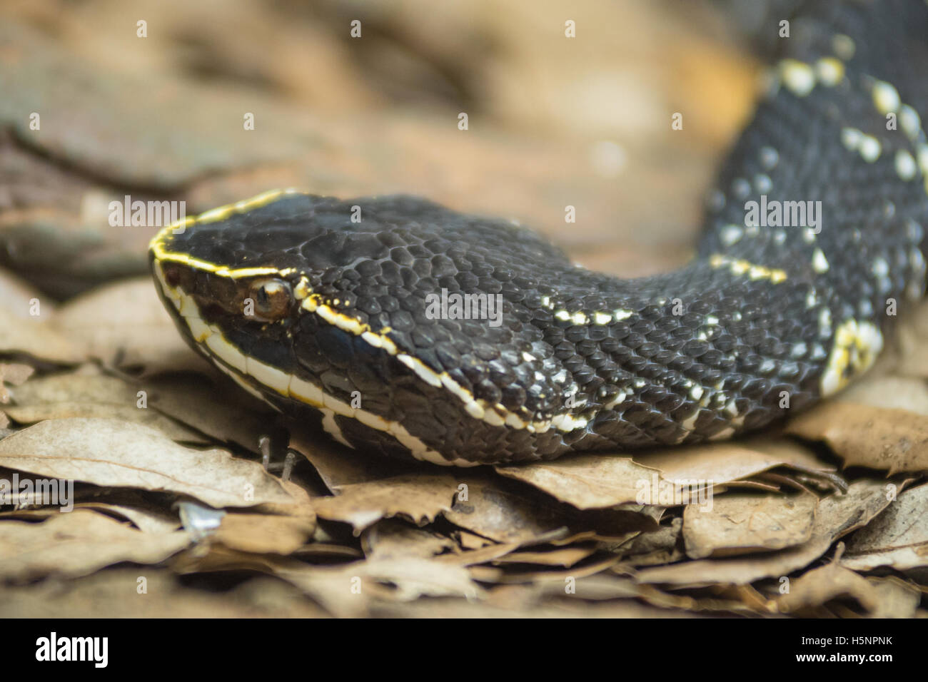 Black snake hi-res stock photography and images - Alamy
