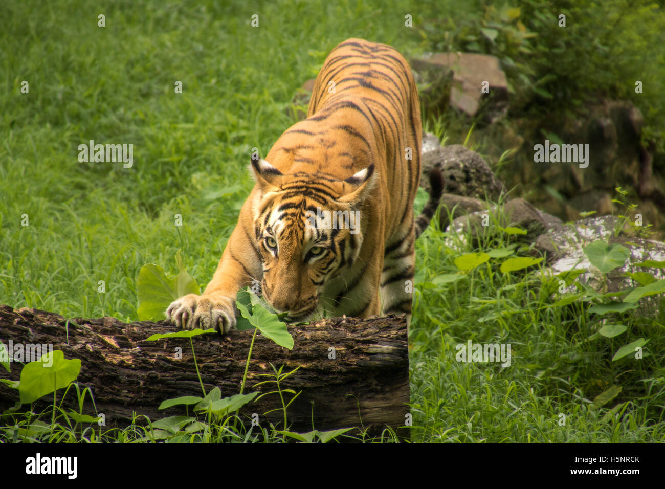 Bengal tiger rests his paw on a fallen tree trunk at a tiger reserve in ...