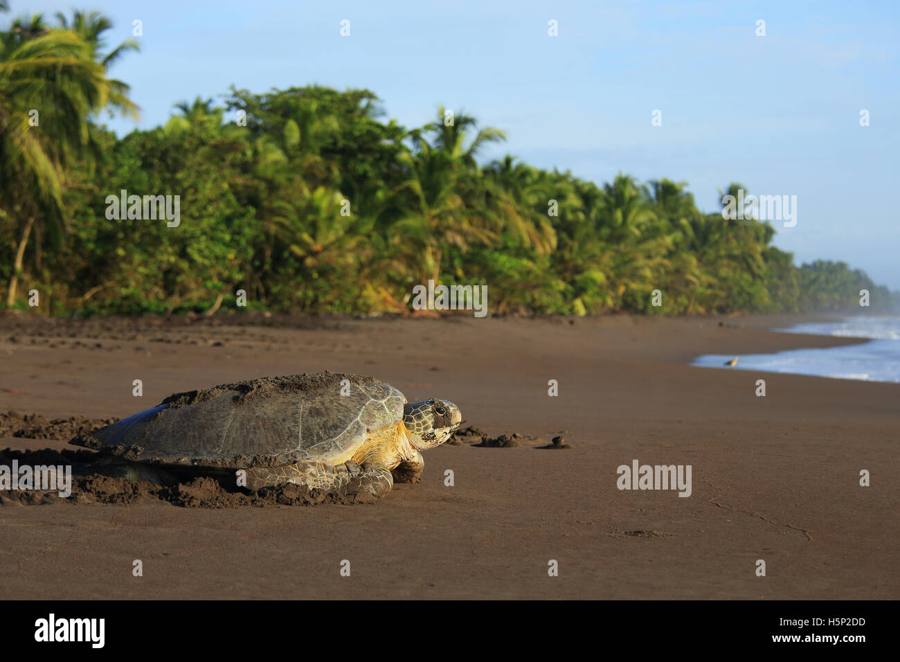 Costa rica turtle hi-res stock photography and images - Alamy