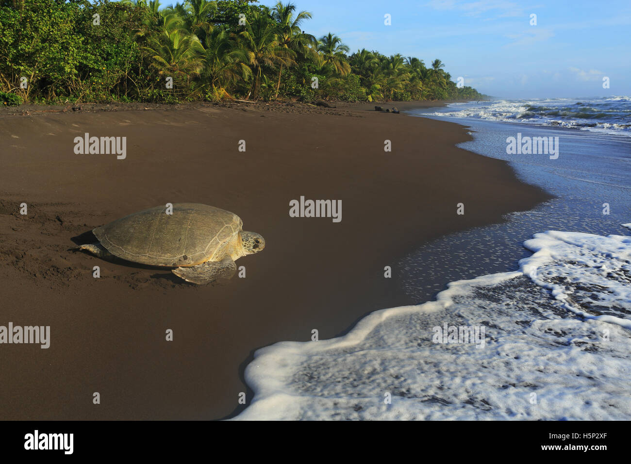 Female green turtle (Chelonia mydas) returning to ocean after nesting ...