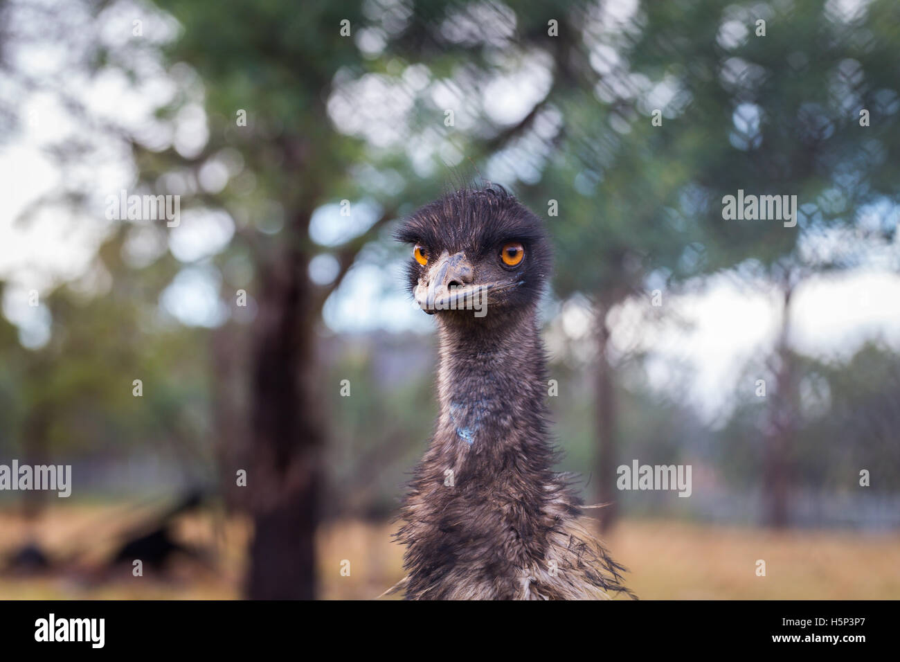 Emu closeup hi-res stock photography and images - Alamy