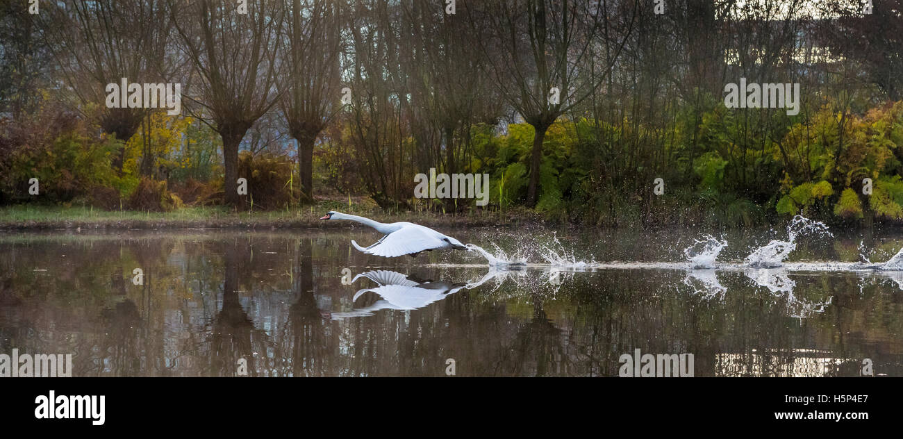A swan flying off with wings spread and footsteps causing water ...