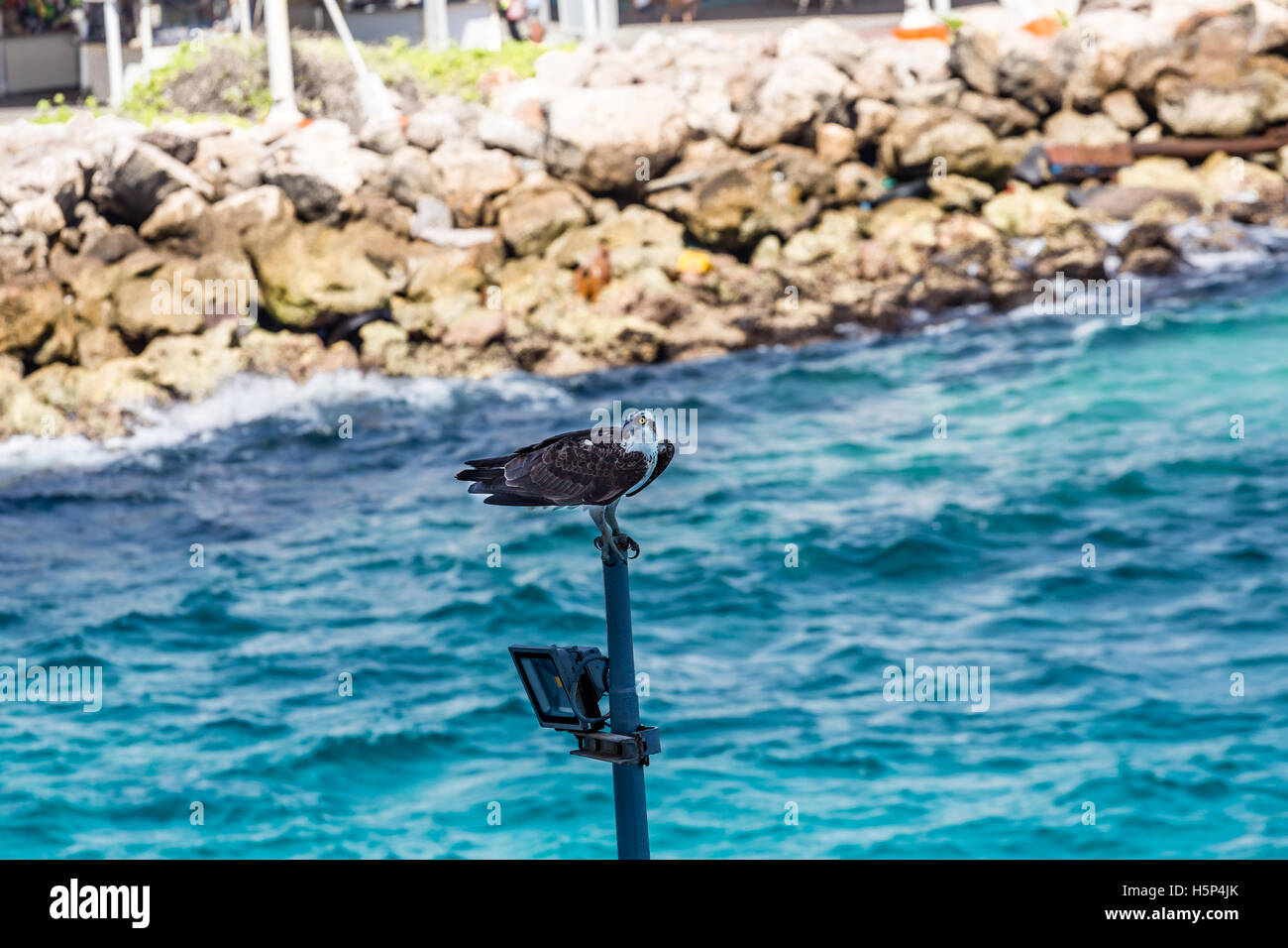 Hawk by Water on Curacao Stock Photo - Alamy