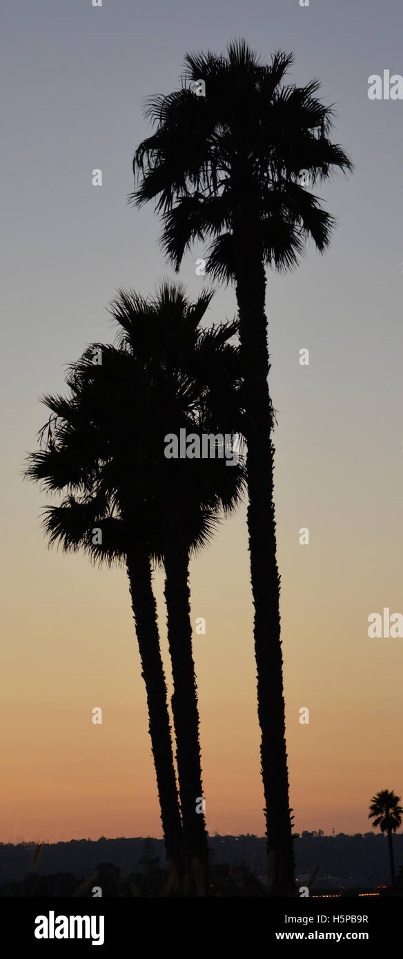 Three Palm Trees at sunset Stock Photo - Alamy