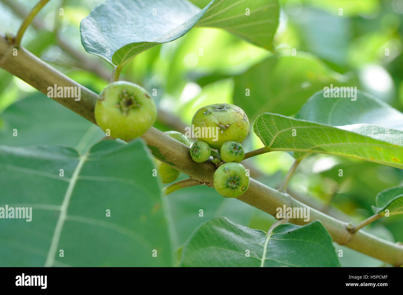 Eugenia aquea hi-res stock photography and images - Alamy