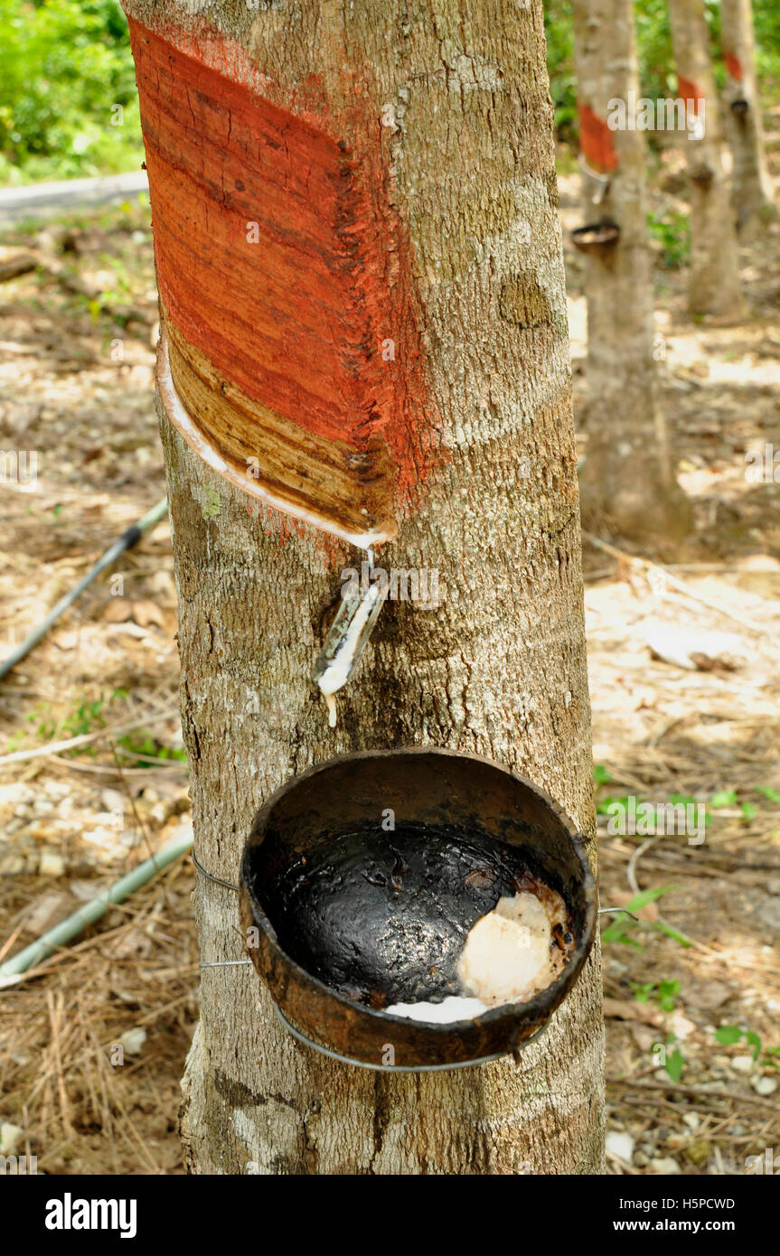 Collecting rubber from trees hi-res stock photography and images - Alamy