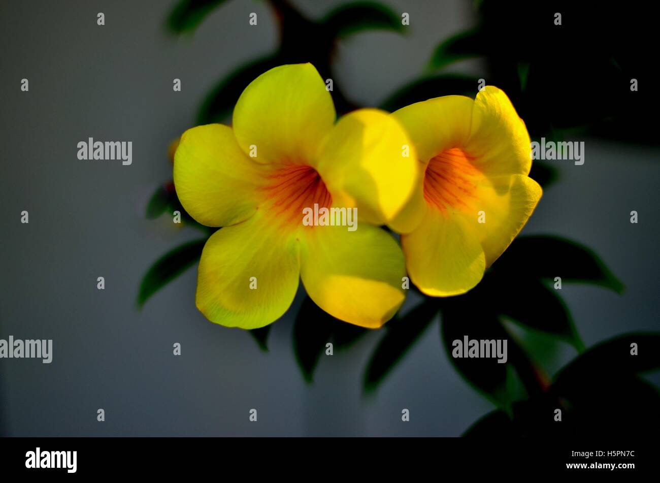 Trumpet flowers hi-res stock photography and images - Alamy