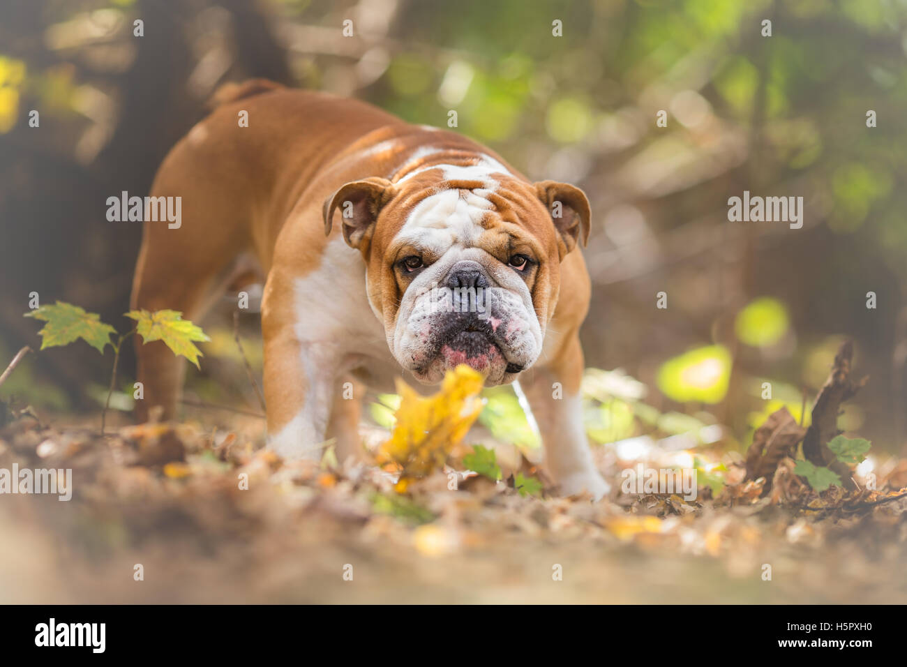 English Bulldog Dog Autumn Portrait Stock Photo - Alamy