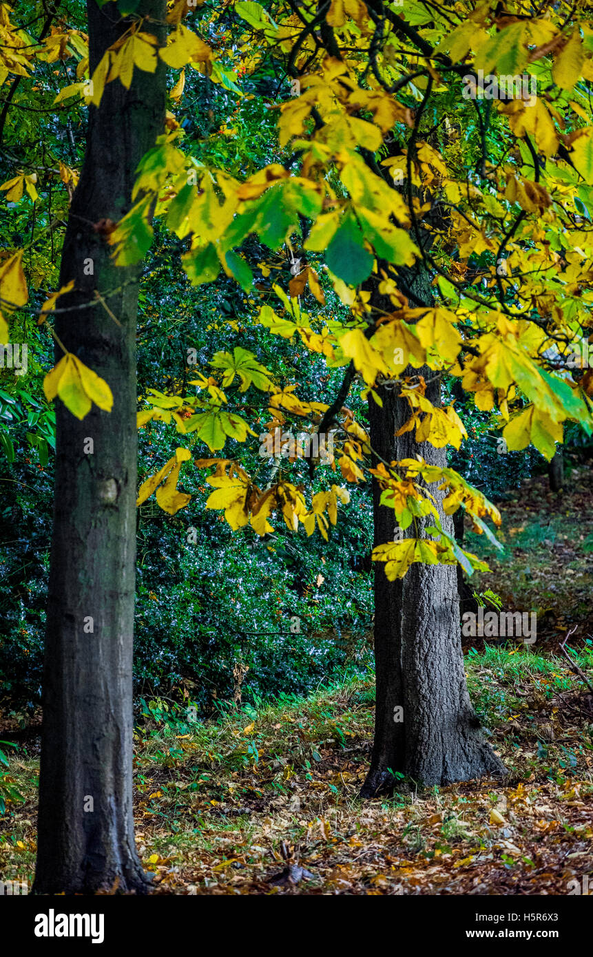 uk, forest, footpath, england, countryside, nature, woodland, landscape ...