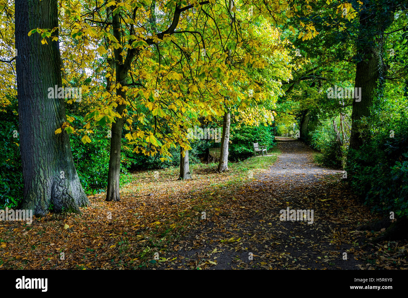 uk, forest, footpath, england, countryside, nature, woodland, landscape ...