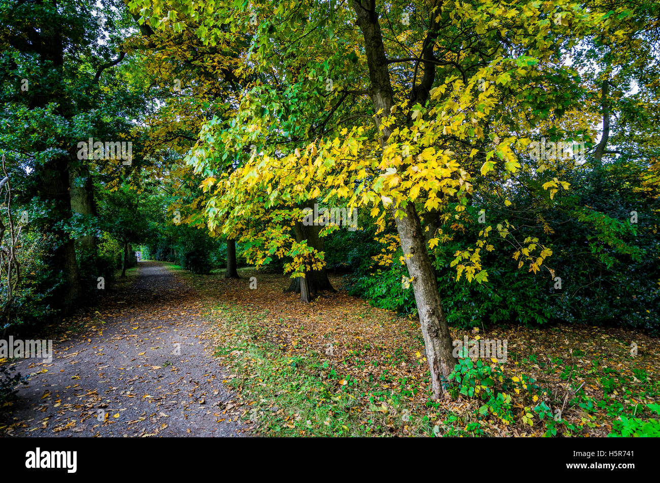 uk, forest, footpath, england, countryside, nature, woodland, landscape ...