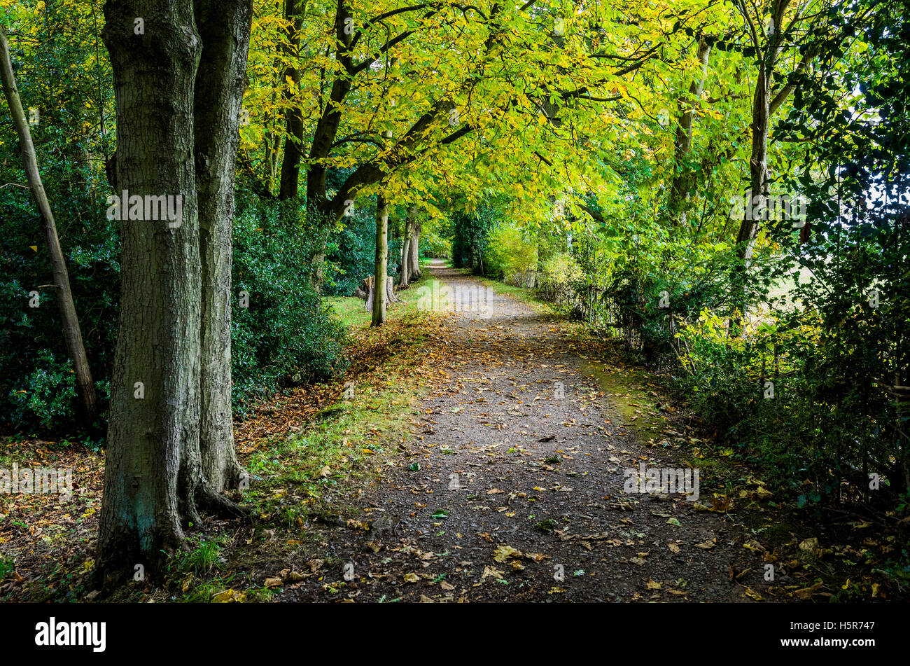 uk, forest, footpath, england, countryside, nature, woodland, landscape ...