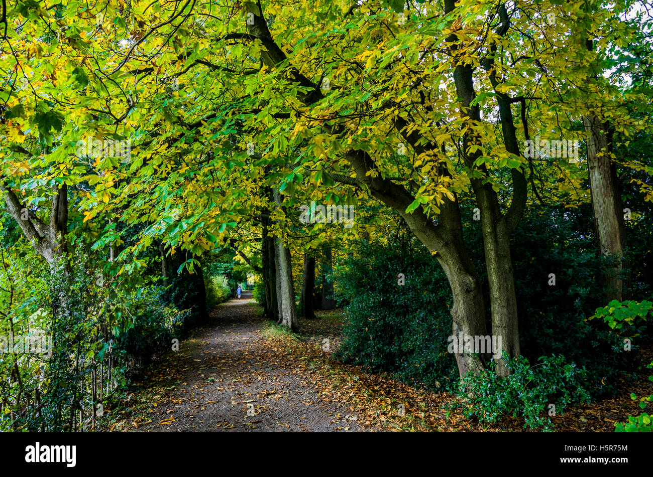 uk, forest, footpath, england, countryside, nature, woodland, landscape ...
