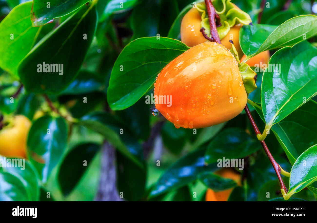 Persimmon tree hi-res stock photography and images - Alamy