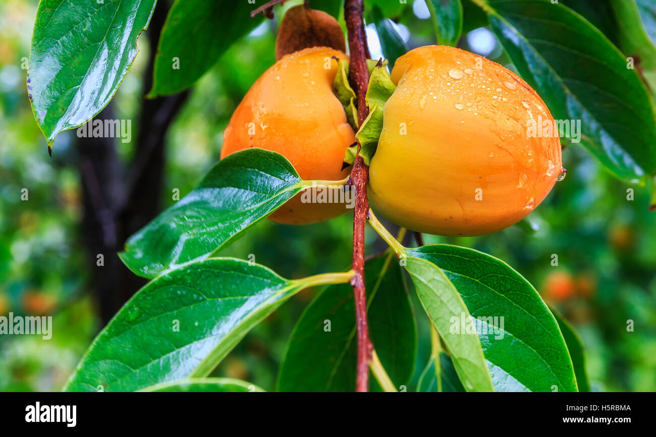 Ripe persimmon on a tree in the rain Stock Photo - Alamy