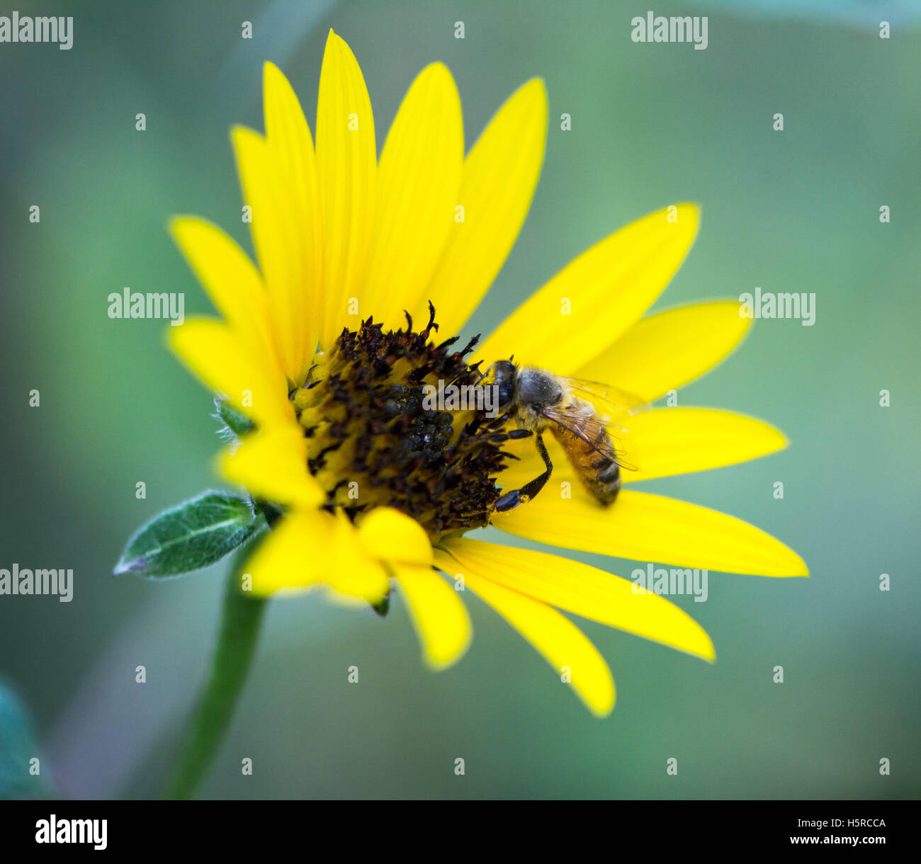 Bee collecting pollen from flower Stock Photo - Alamy