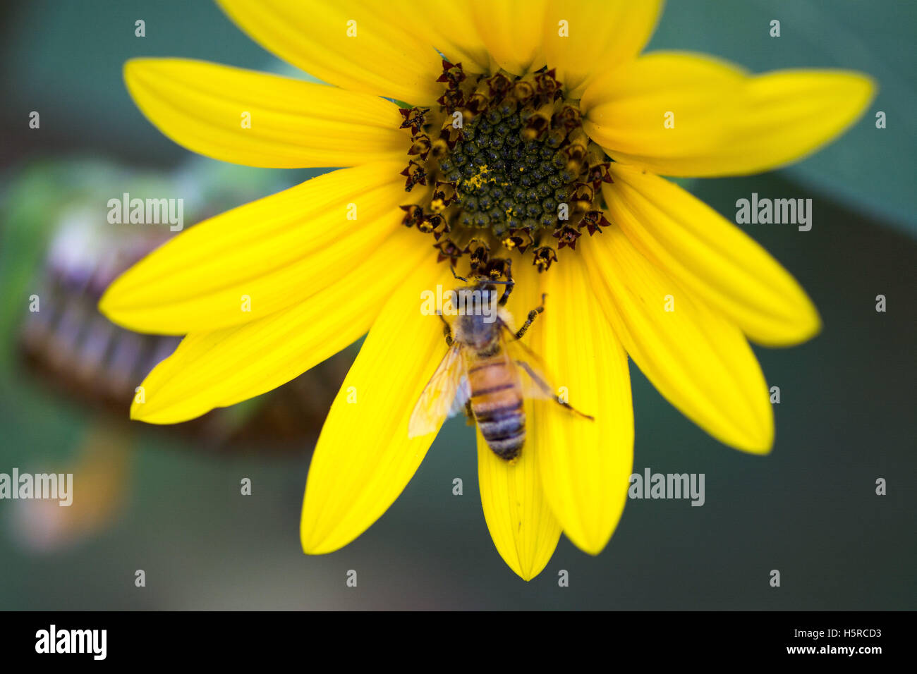 Bee collecting pollen from flower Stock Photo - Alamy
