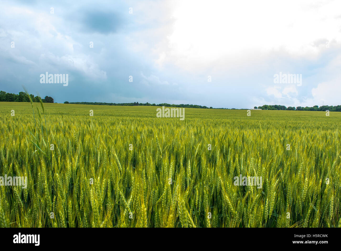 Open field with month old crops Stock Photo - Alamy