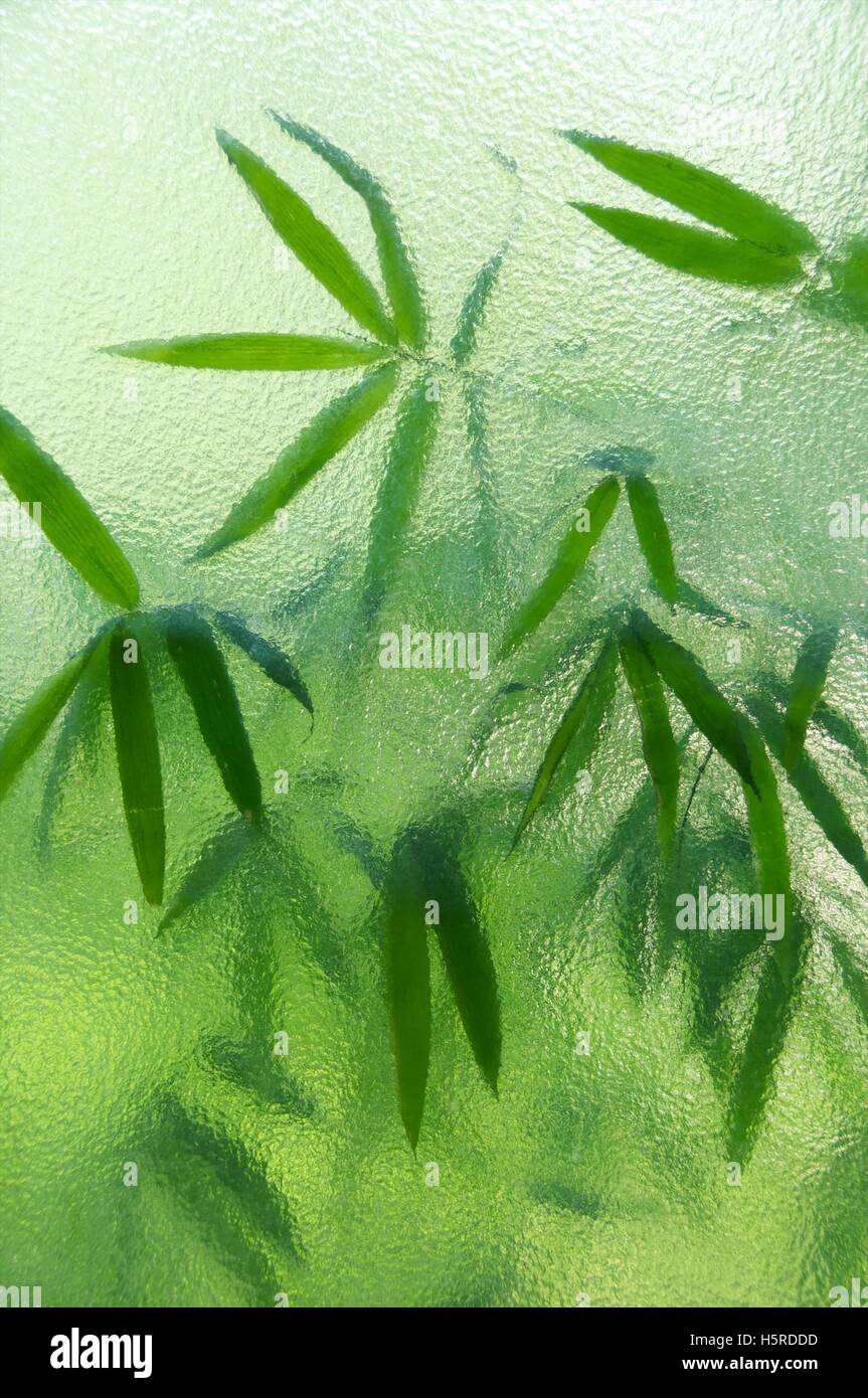 Bamboo leaves through frosted glass Stock Photo - Alamy