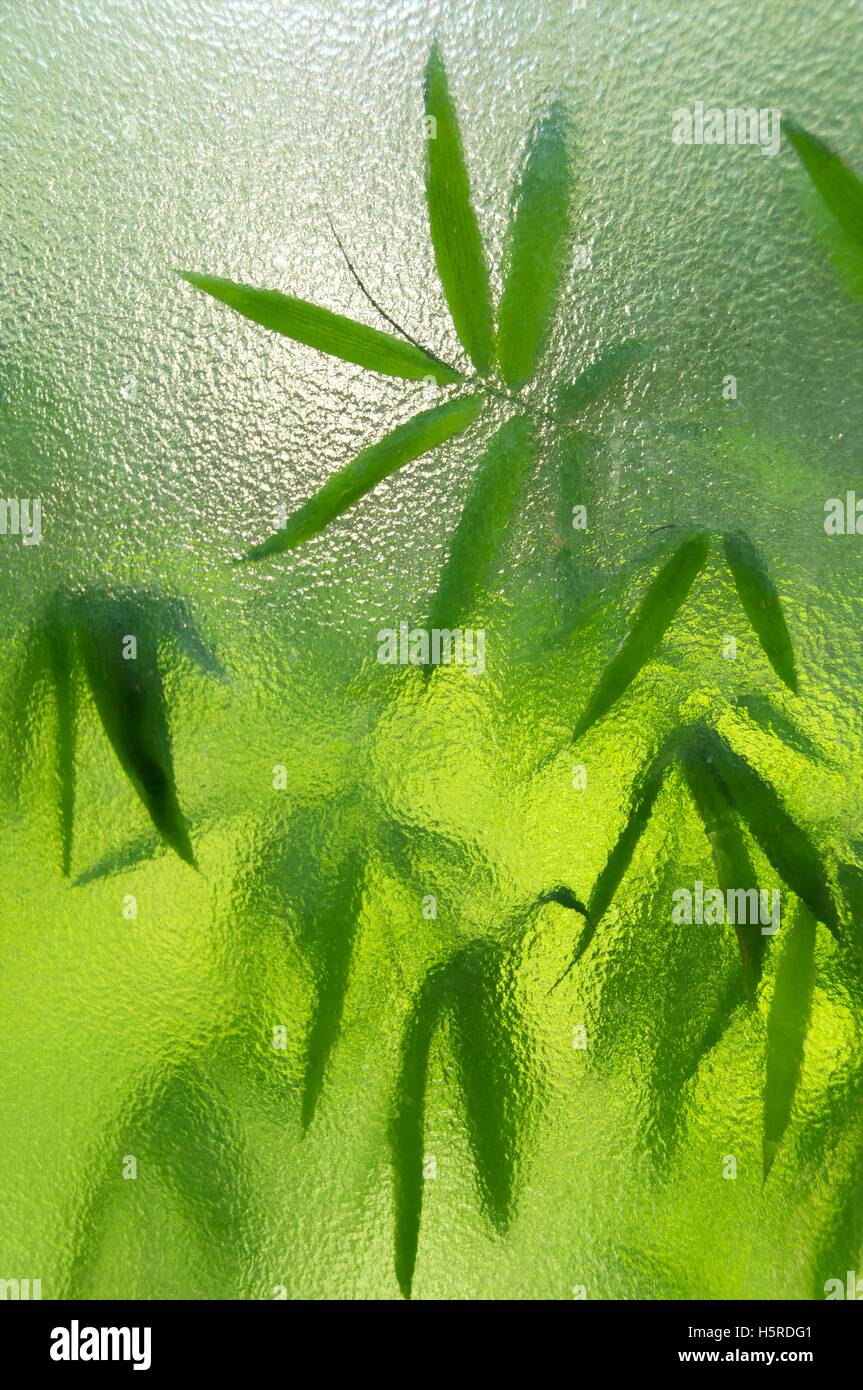 Bamboo leaves through frosted glass Stock Photo - Alamy