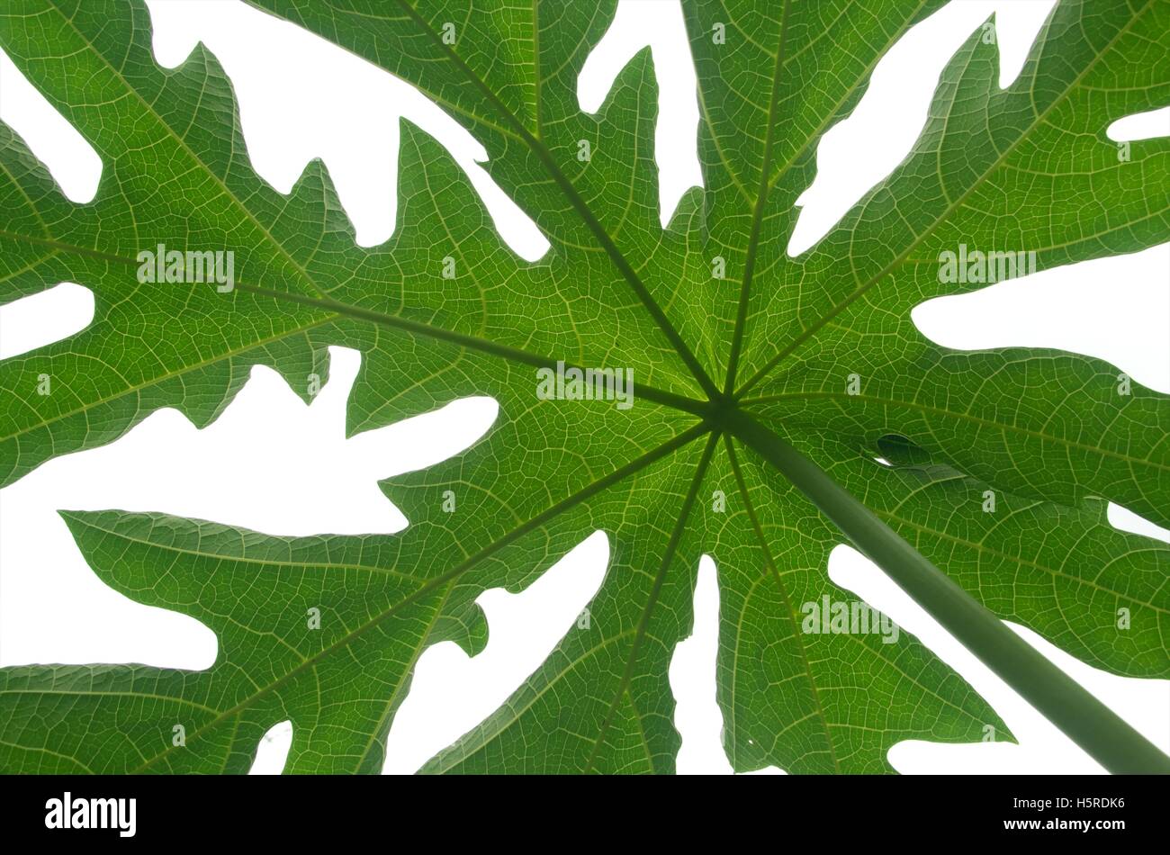 Papaya texture hi-res stock photography and images - Alamy