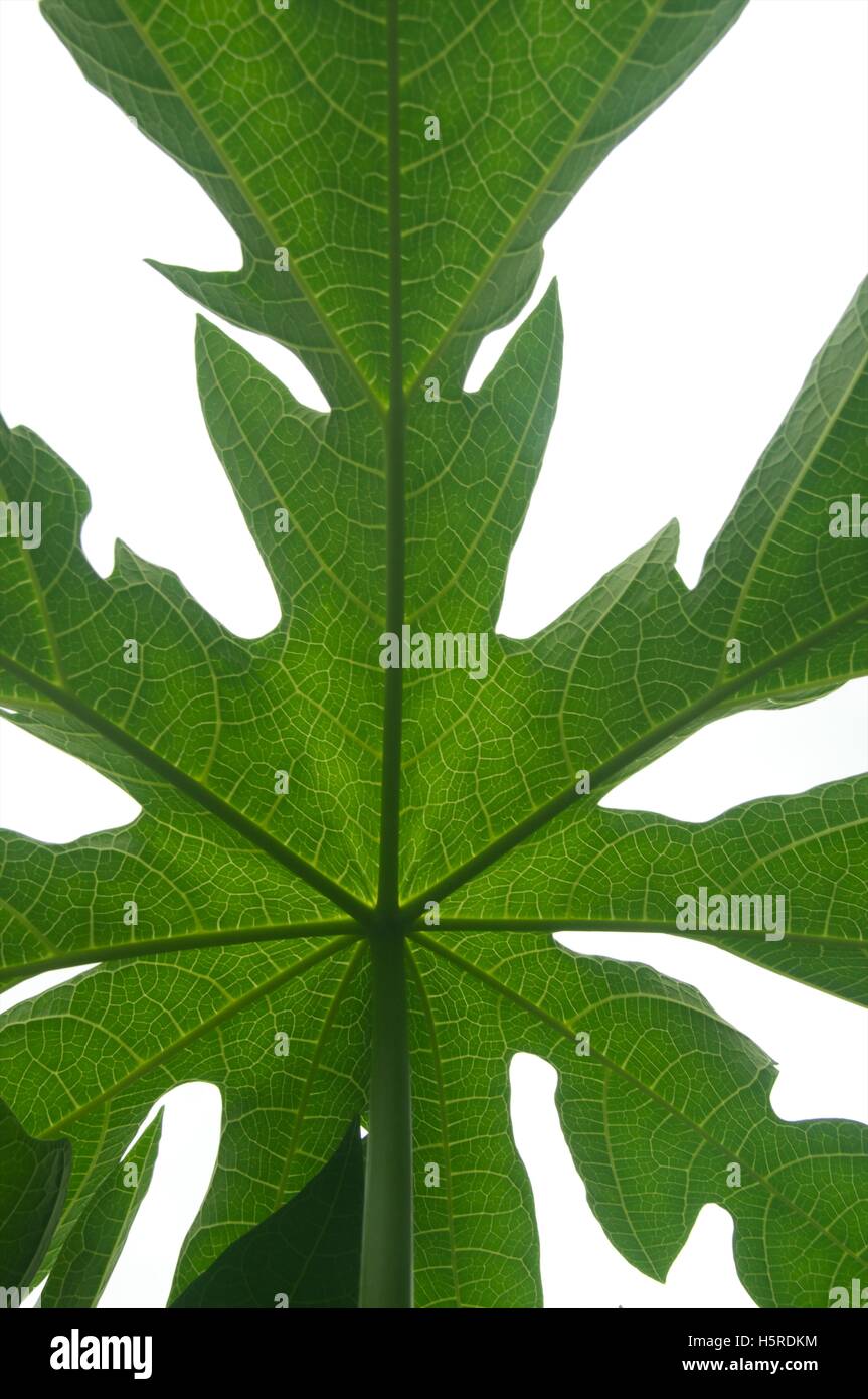 Papaya texture hi-res stock photography and images - Alamy