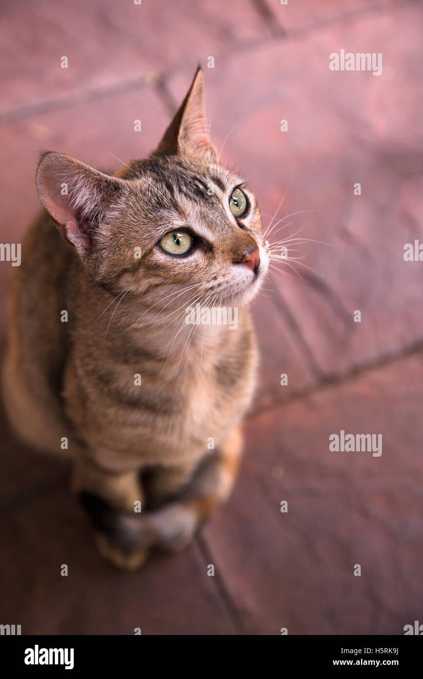 A beautiful cat is begging for food Stock Photo - Alamy
