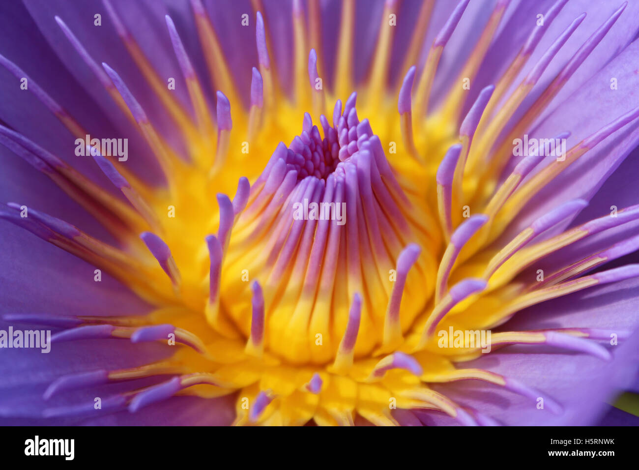 Close up pollen of water lily Stock Photo - Alamy