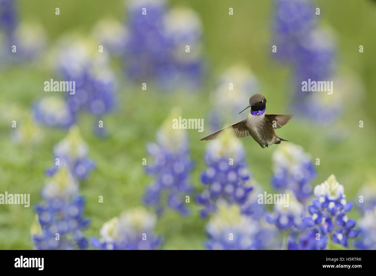 Field lupinus texensis texas hi-res stock photography and images - Alamy