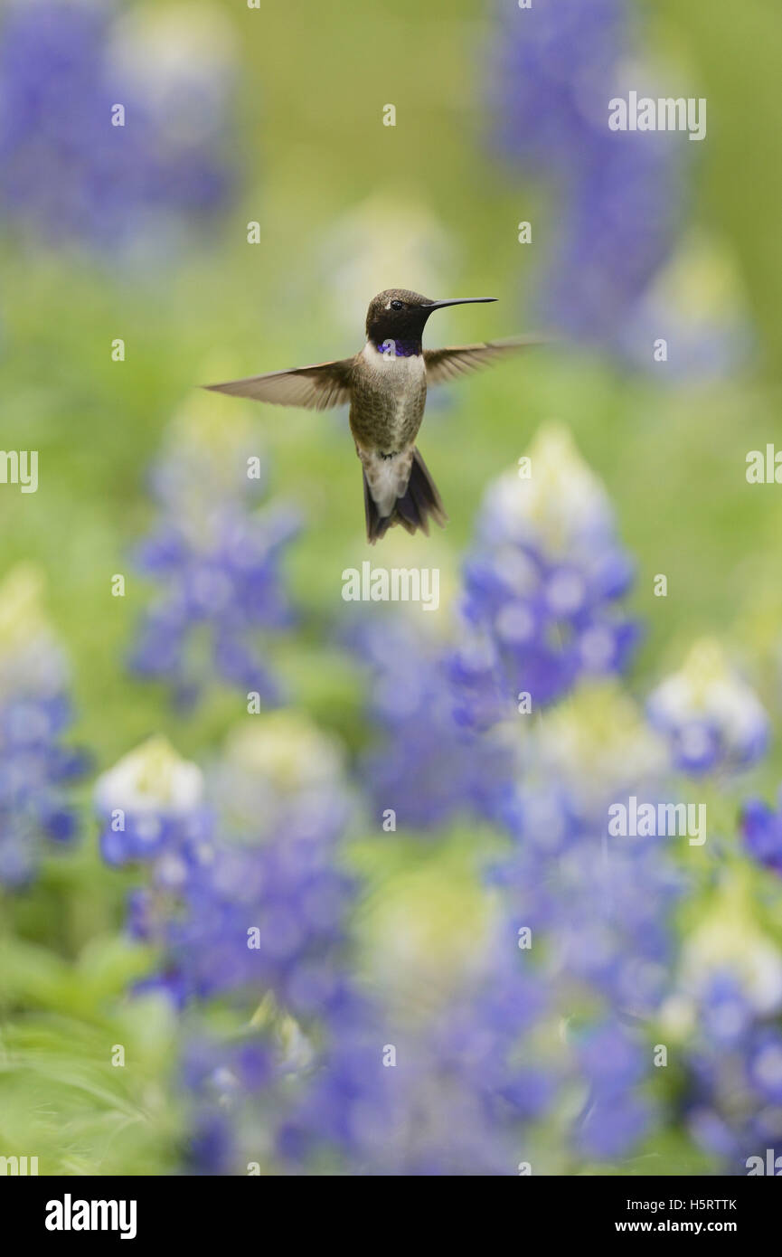 Bluebonnet Bird High Resolution Stock Photography and Images - Alamy