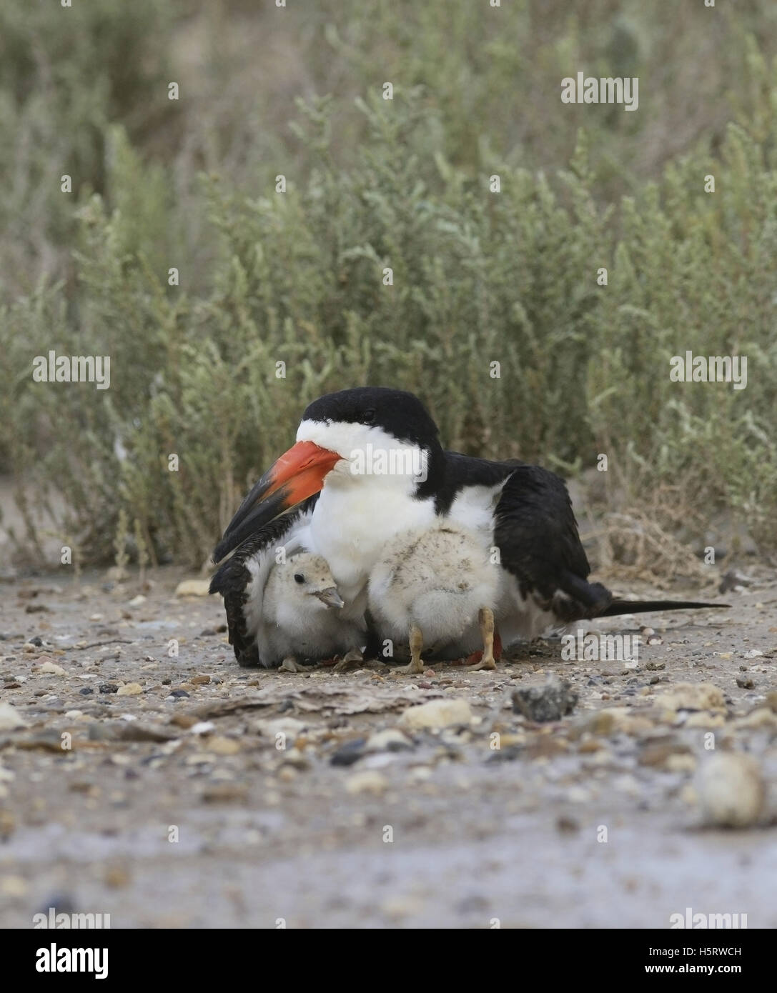 Skimmer birds colonies hi-res stock photography and images - Alamy