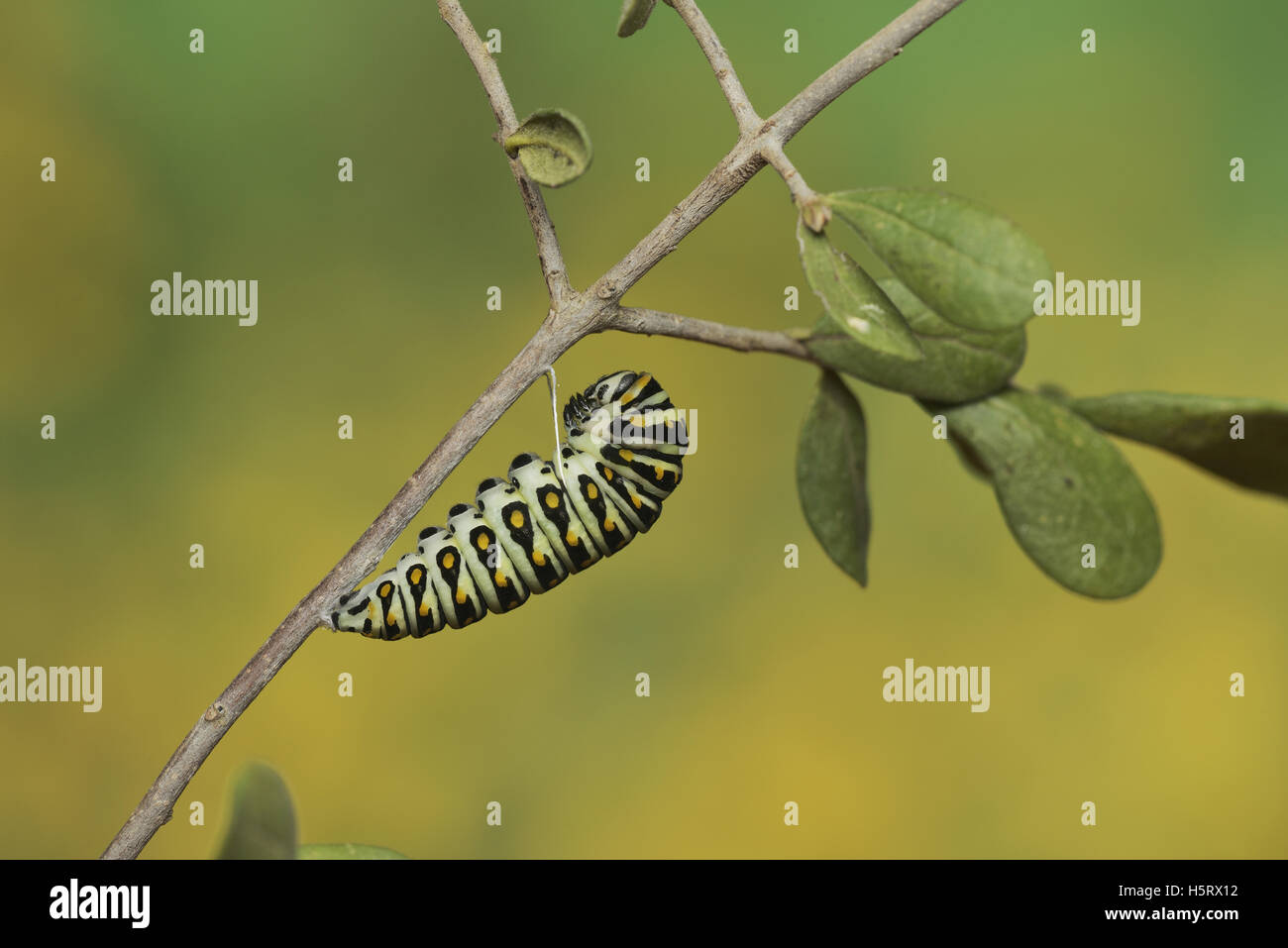Caterpillar changing into pupa hi-res stock photography and images - Alamy