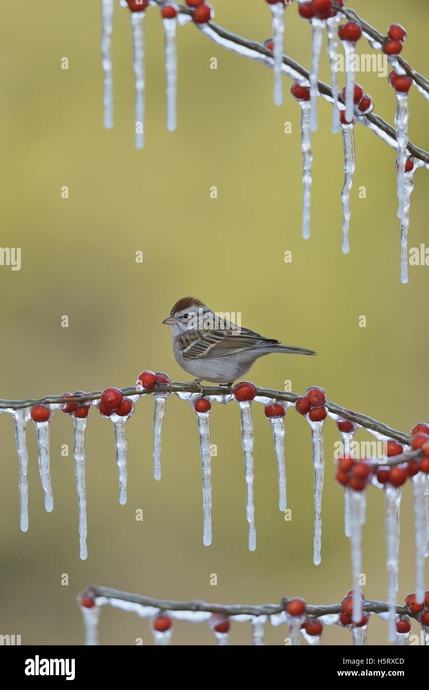 Female chipping sparrow hi-res stock photography and images - Alamy