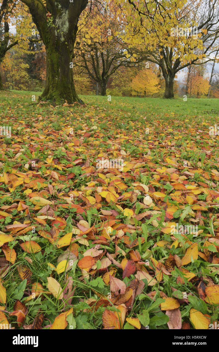 Cherry tree (Prunus sp.), fall colors in orchard, Zug, Switzerland ...