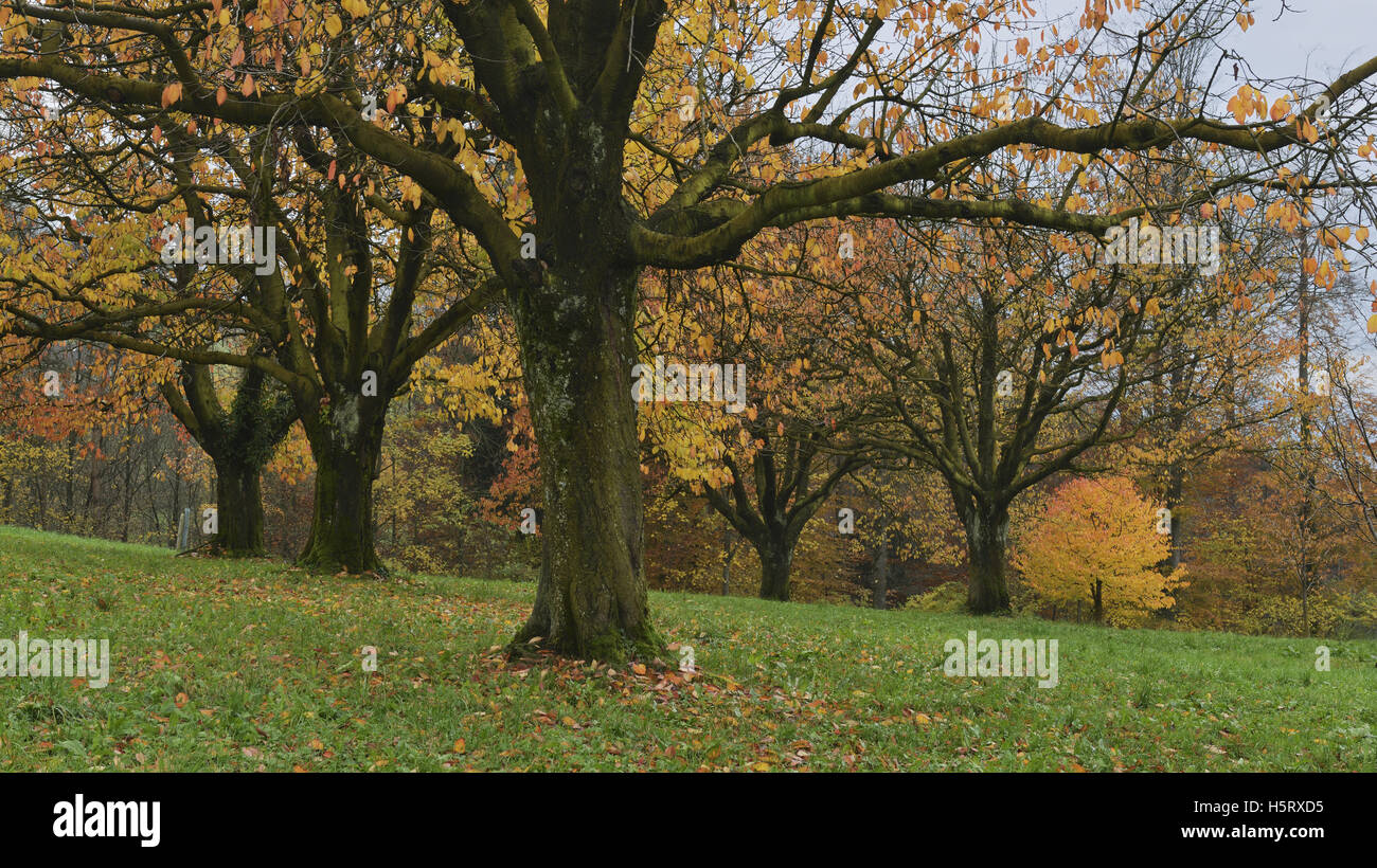 Cherry tree (Prunus sp.), fall colors in orchard, Zug, Switzerland ...