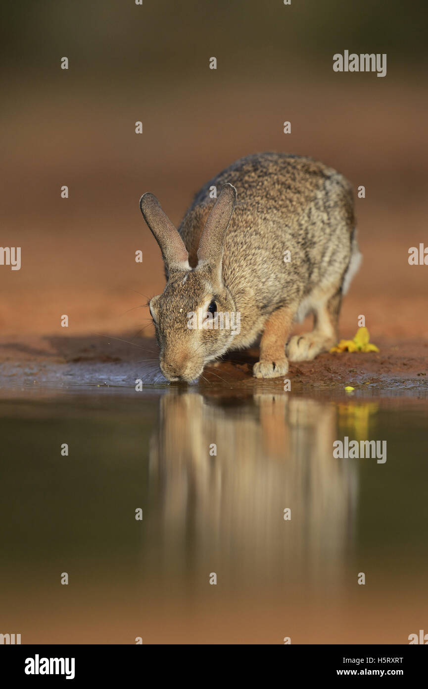 Rabbits drinking water hi-res stock photography and images - Alamy