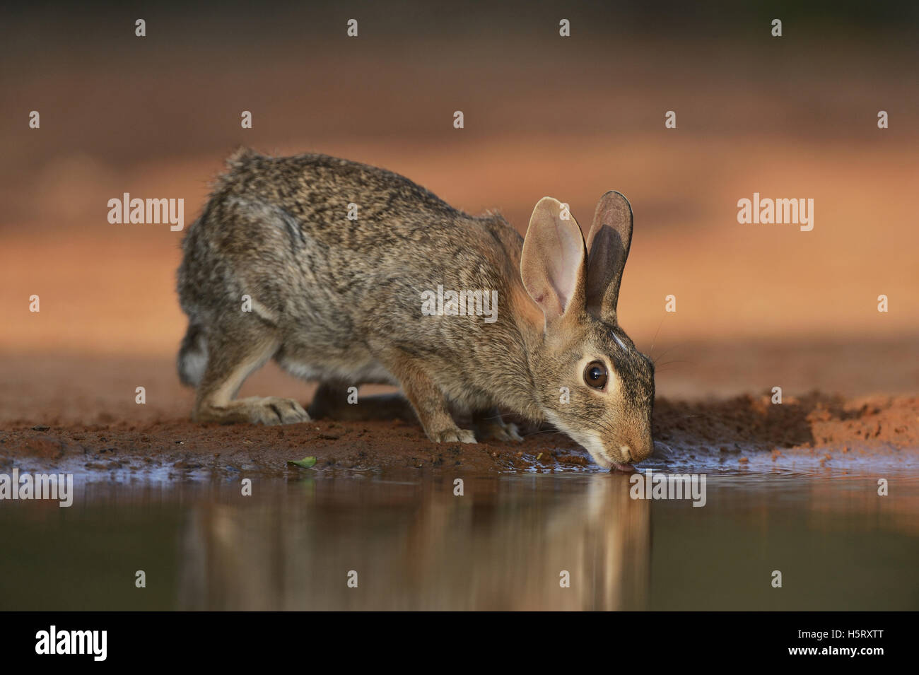 Eastern cottontails hi-res stock photography and images - Alamy