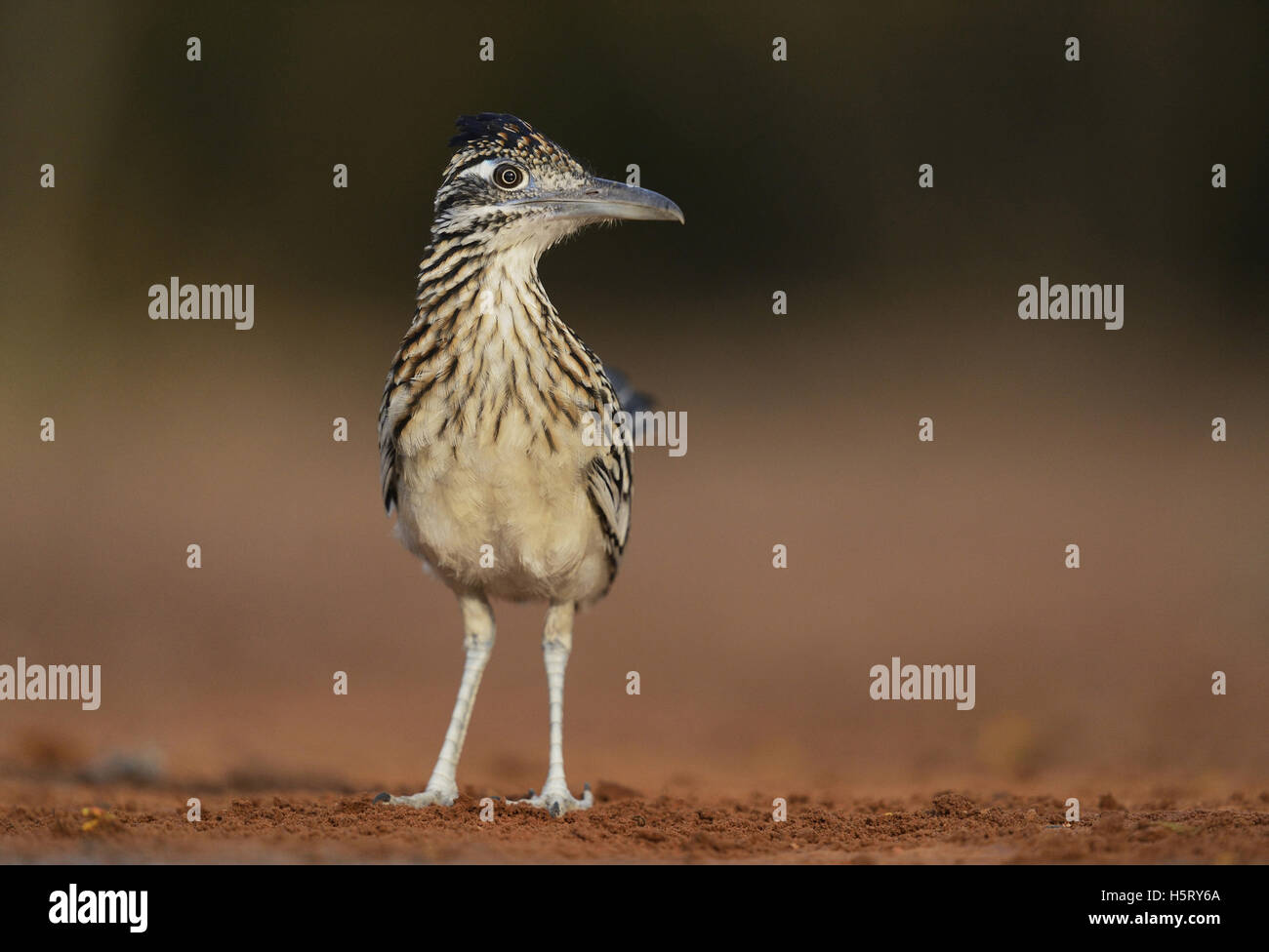 Greater Roadrunner (Geococcyx californianus), adult drinking, Rio ...