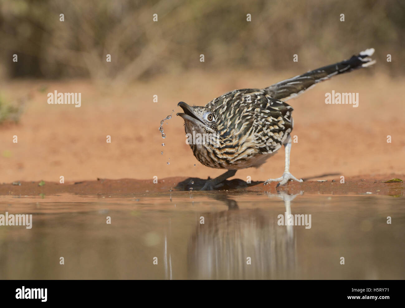 Greater Roadrunner (Geococcyx californianus), adult drinking, Rio ...