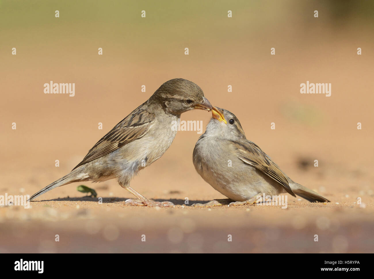 Immature house sparrow hi-res stock photography and images - Alamy