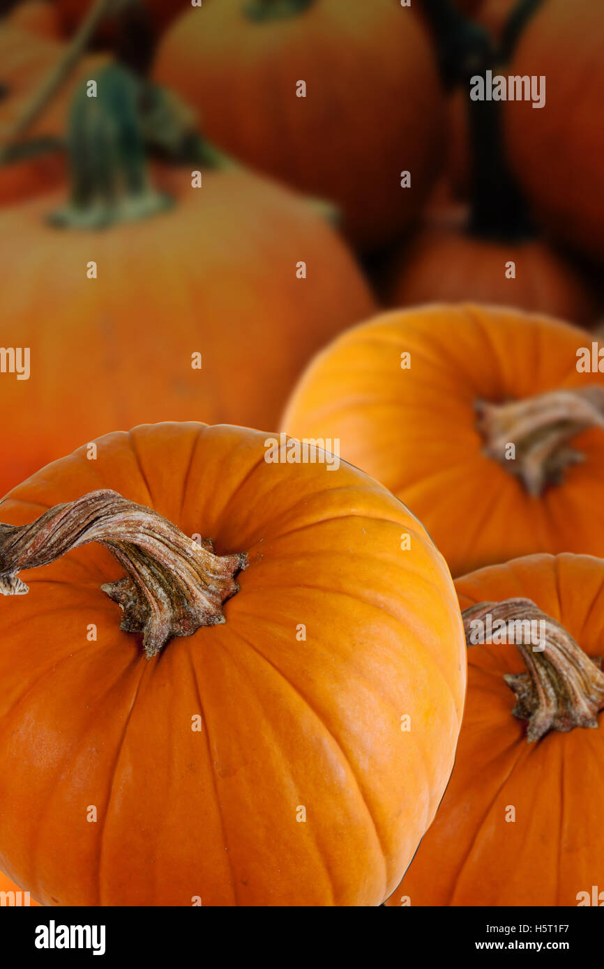 Pumpkin on pumpkin blur background. Main objects with clipping paths ...