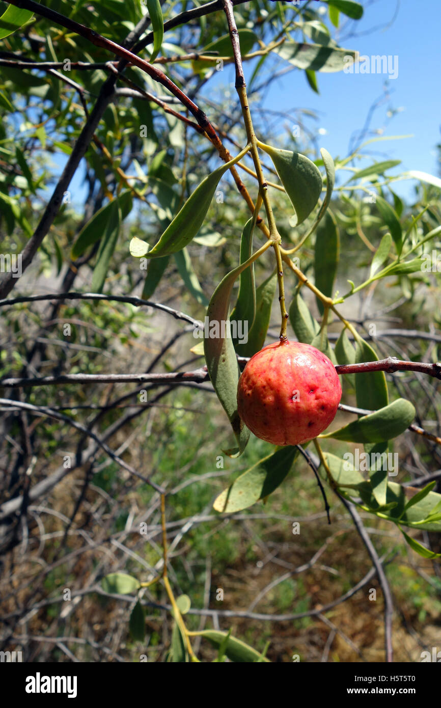 Australian native desert plants hi-res stock photography and images - Alamy