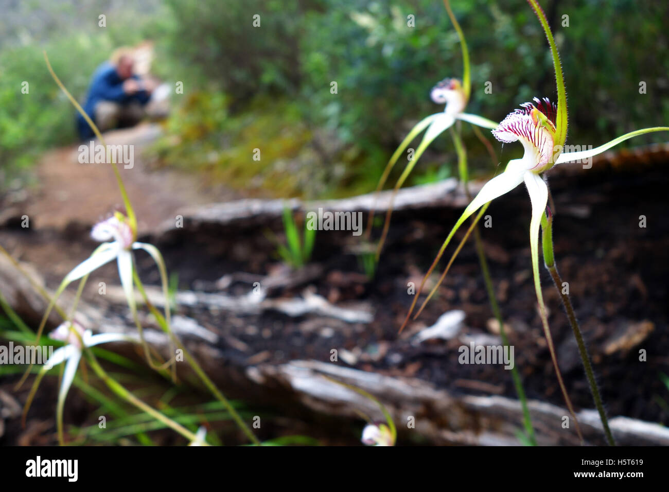 Common white spider orchids (Caladenia longicauda) beside bushwalking ...